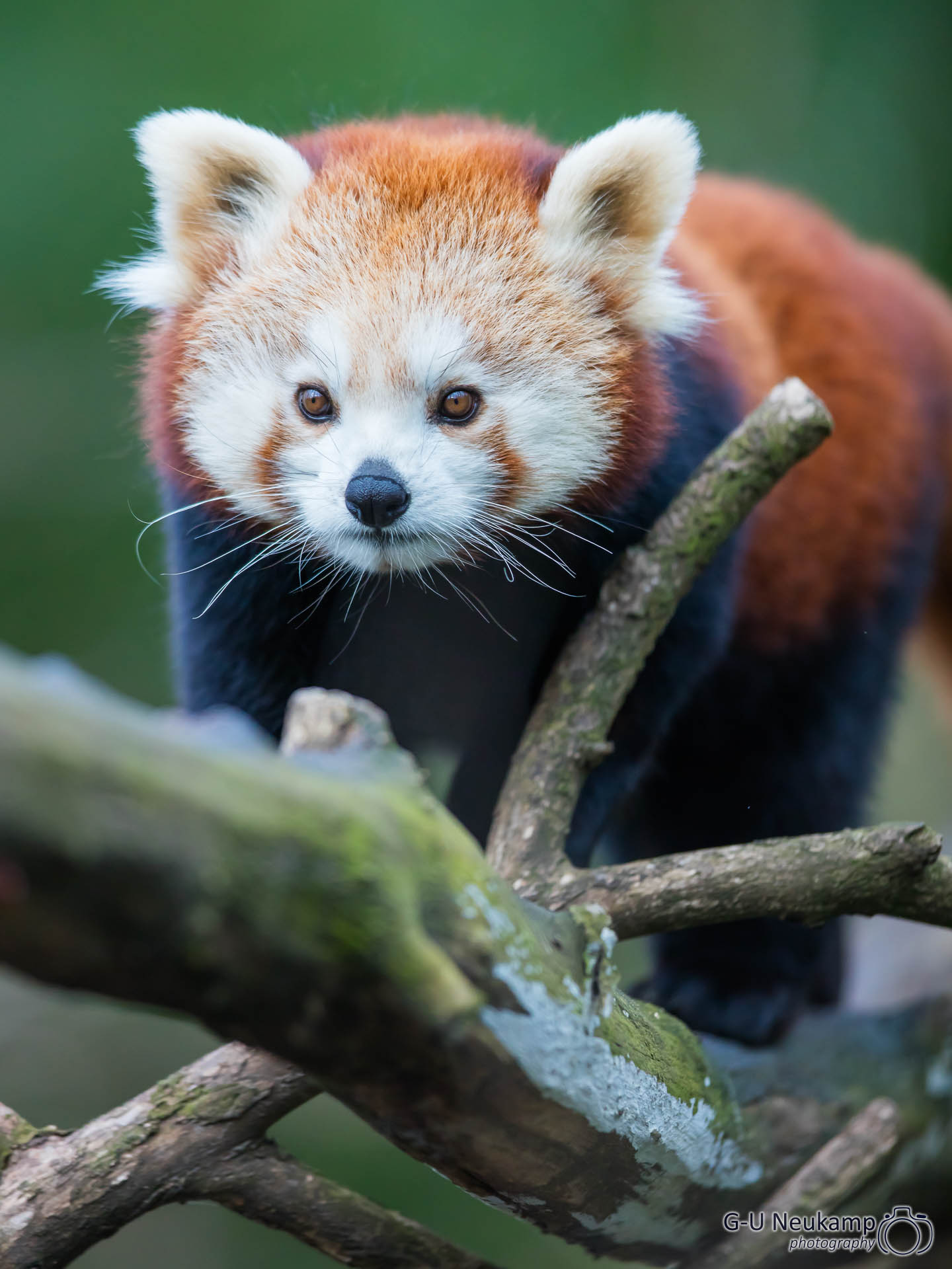 Mammals in the zoo - G-U Neukamp photography