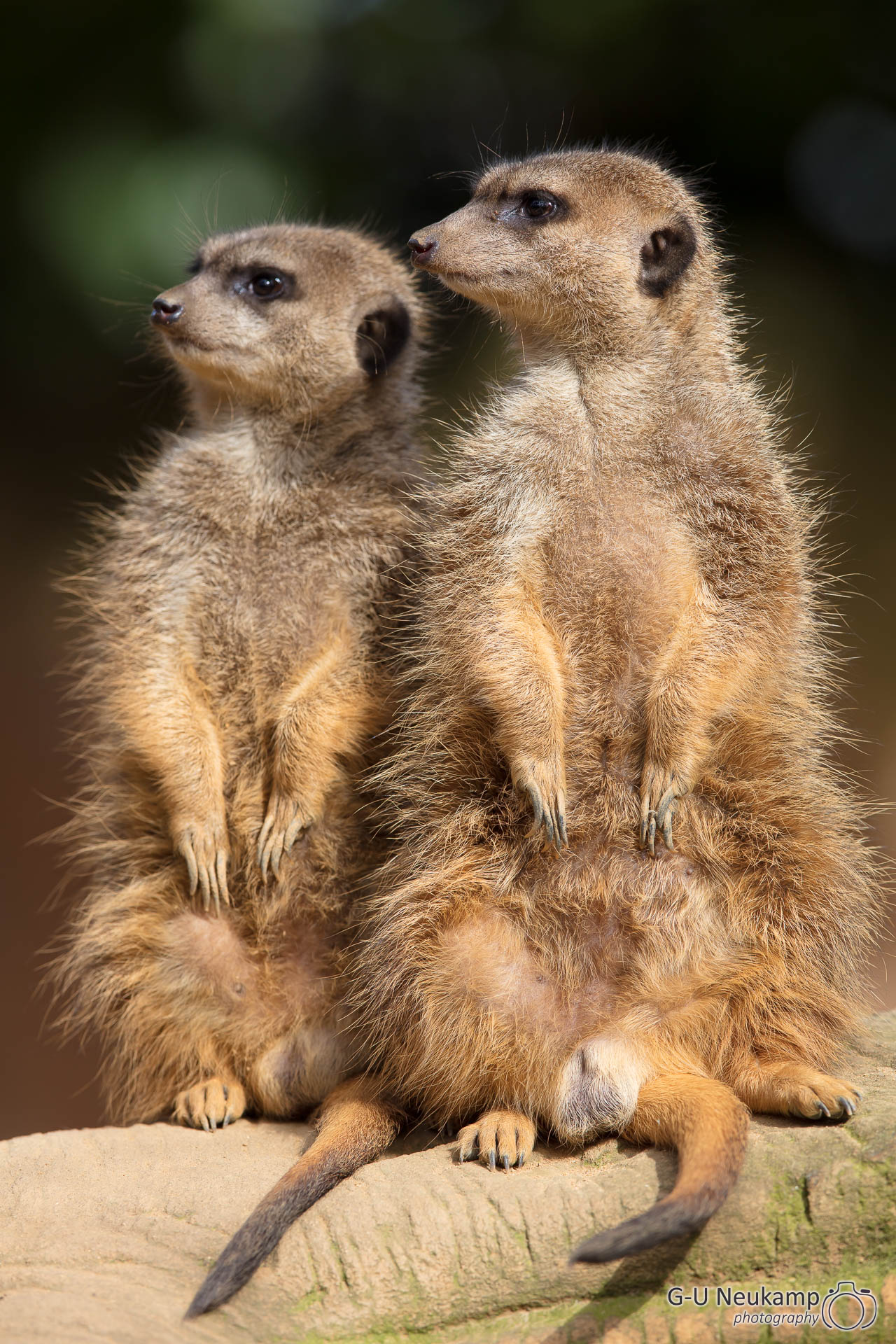 Mammals in the zoo - G-U Neukamp photography